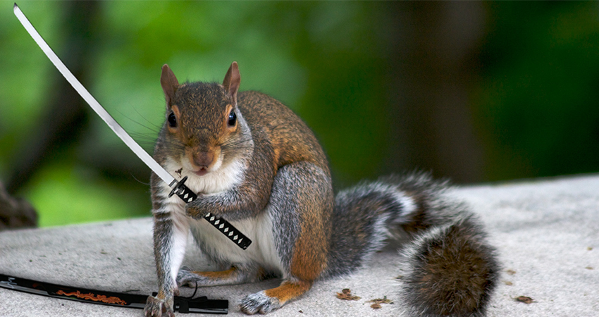 Squirrel Assassin | Colorado Critter Control